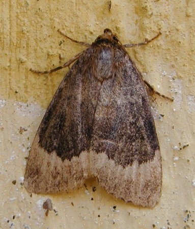 Suruyökkönen - Amphipyra perflua, kuva 1.
